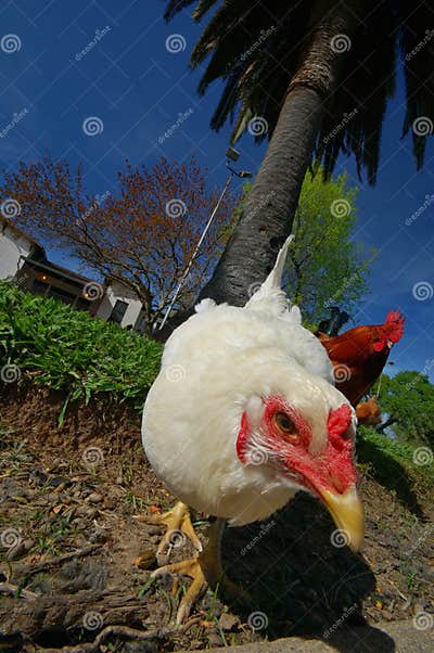 Attack of the Killer Chickens Stock Photo - Image of angle, pecking: 721898