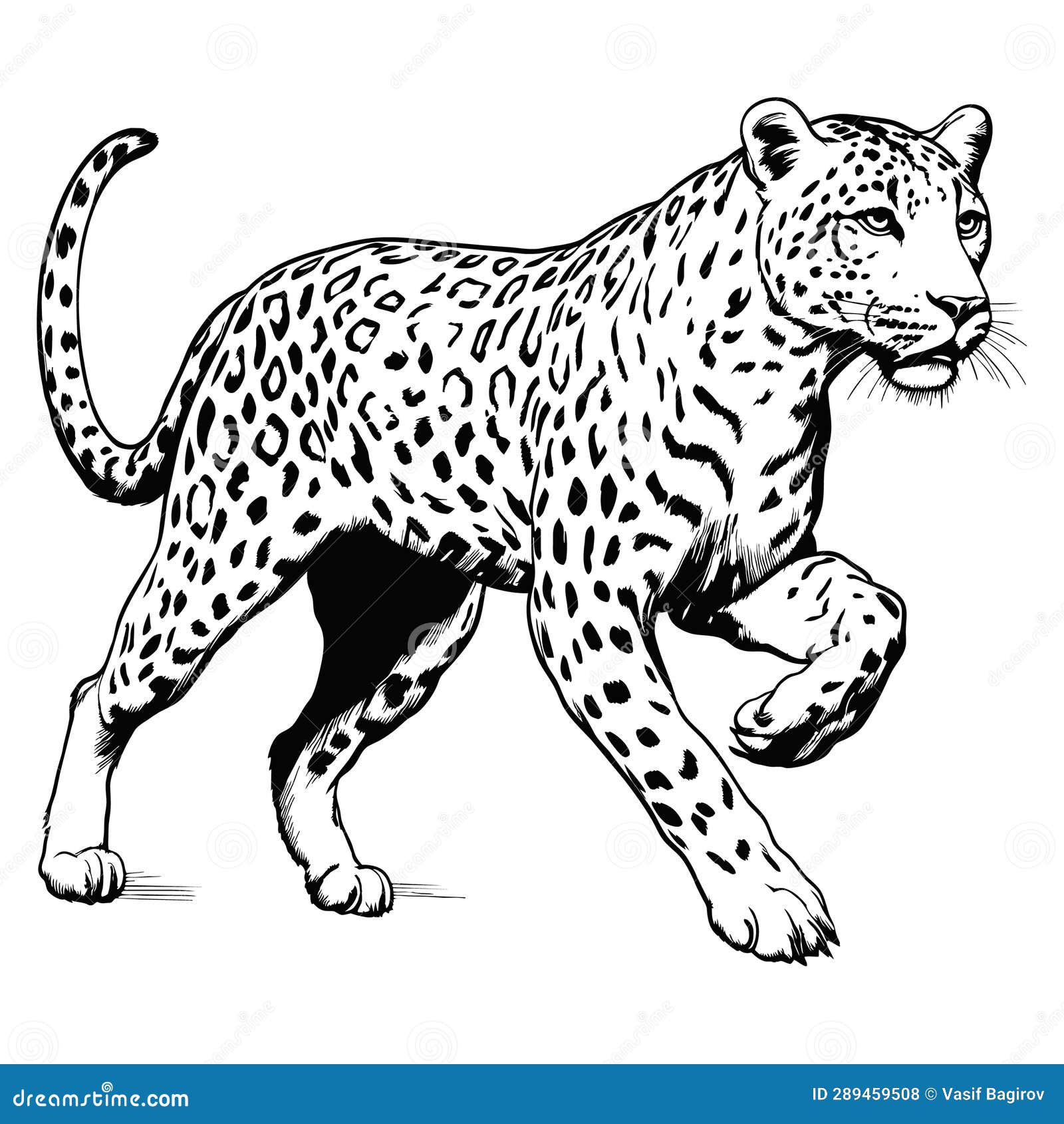 Attack Leopard Lines Illustration. Abstract Vector Leopard on the White ...