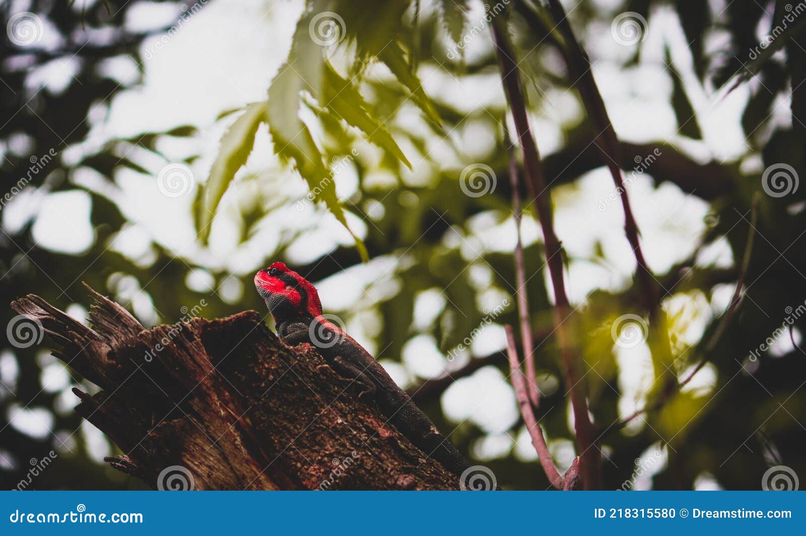 The Attack Lizard stock photo. Image of animal, wildlife - 218315580