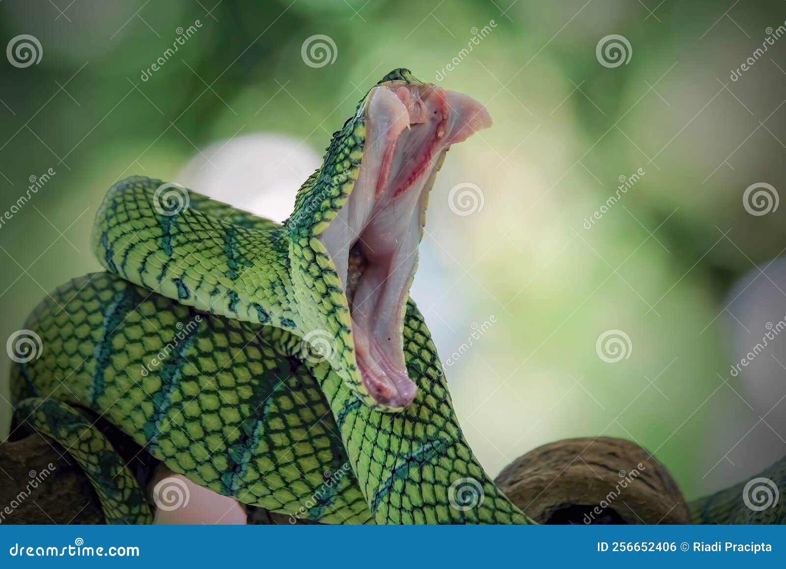 Attack pit viper stock photo. Image of green, turtle - 256652406