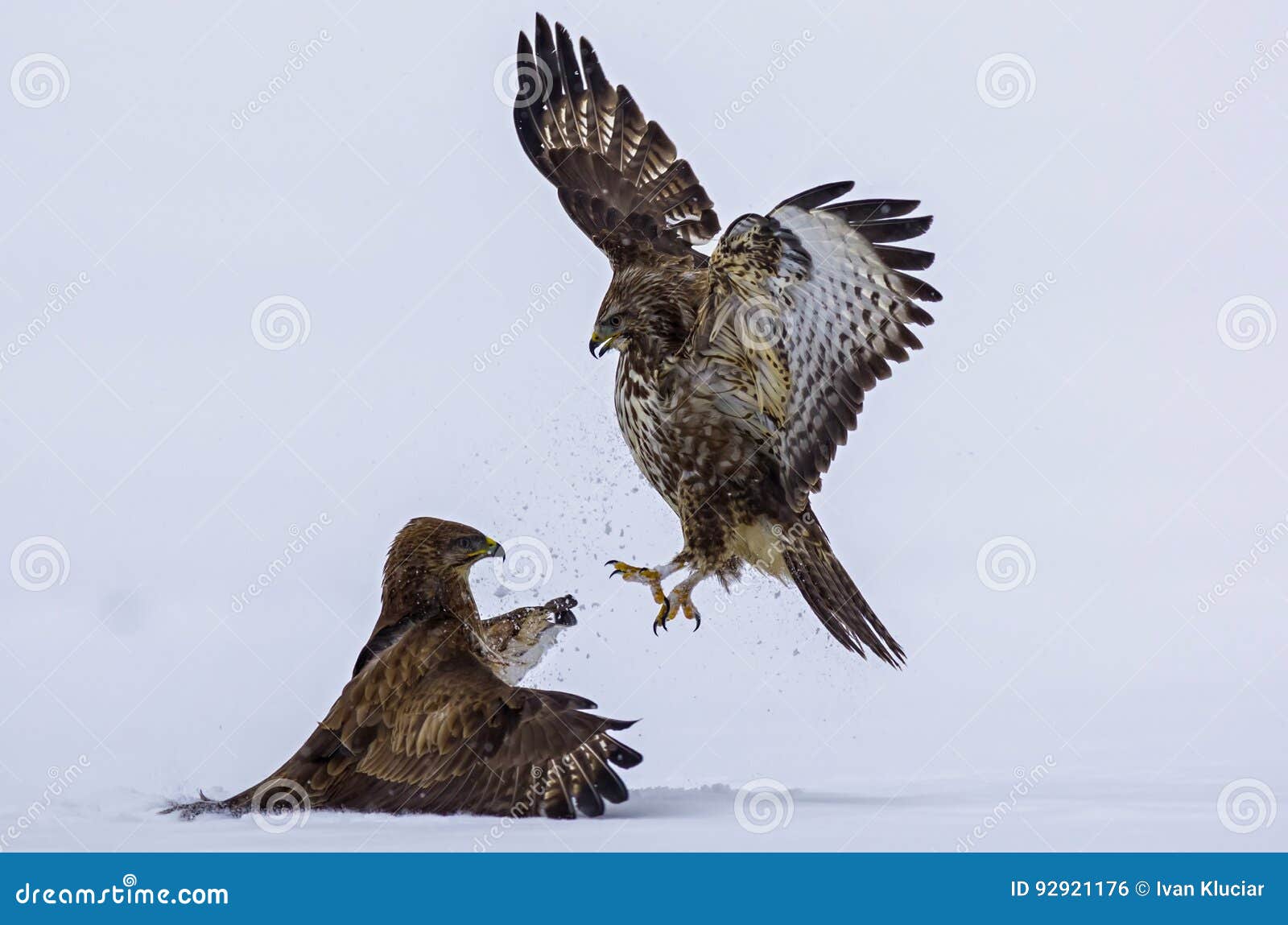Predatory Bird Stock Photography | CartoonDealer.com #15840158