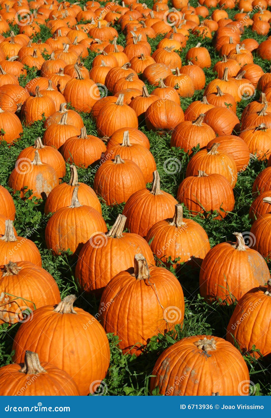 Attack of the Pumpkins stock photo. Image of farming, festive - 6713936