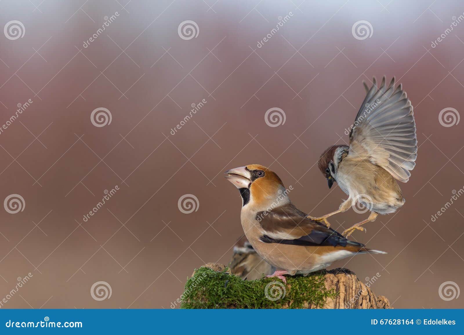 Attack stock photo. Image of bird, colorful, sparrow - 67628164