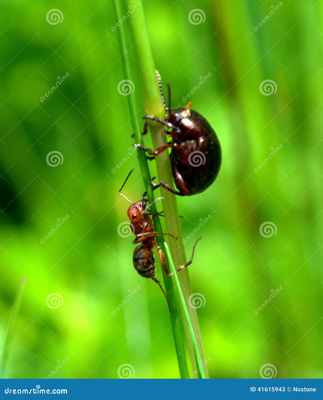 Attacking ant stock image. Image of insect, niger, lasius - 41615943