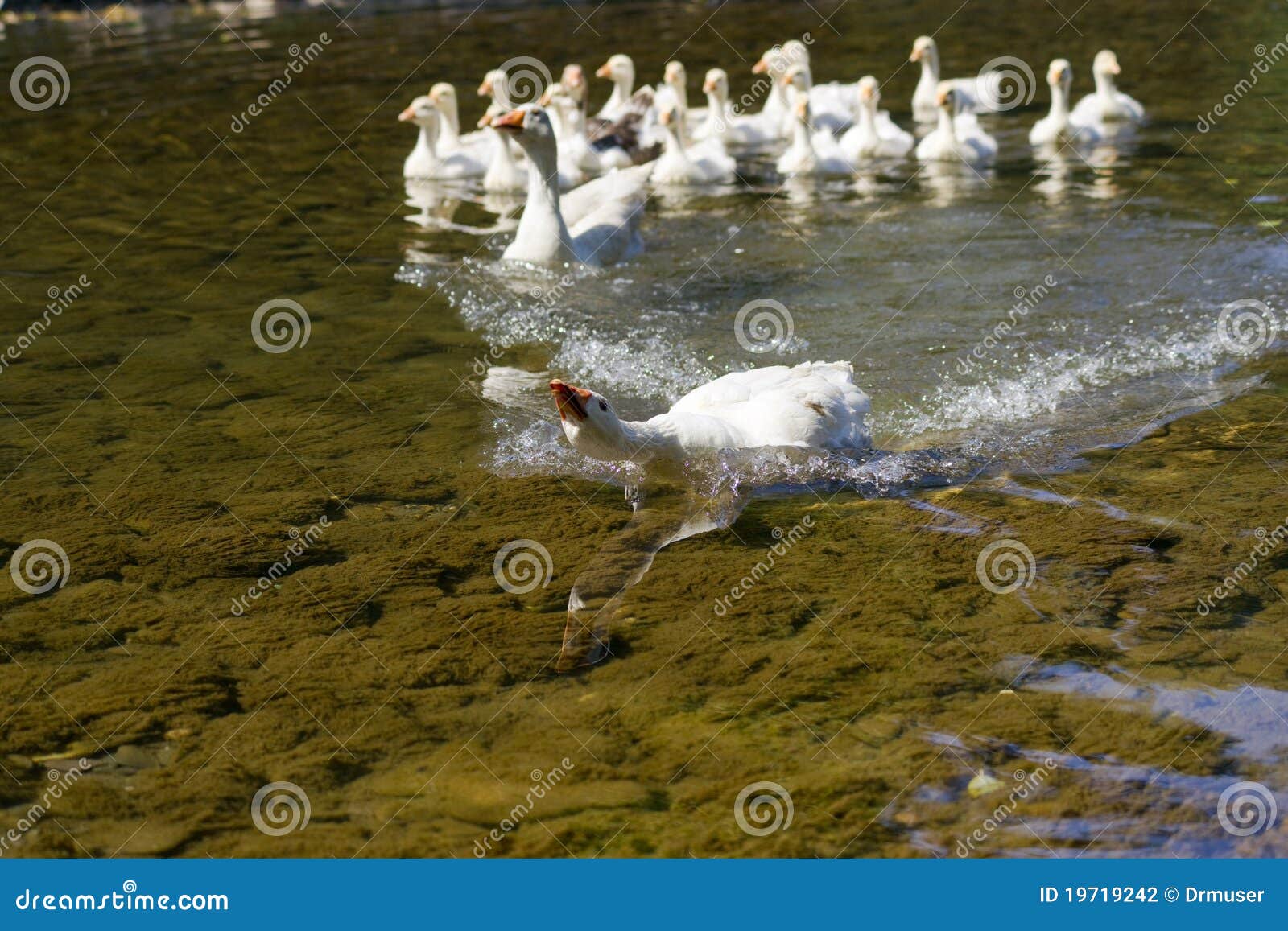 Attacking goose stock photo. Image of birds, defender - 19719242