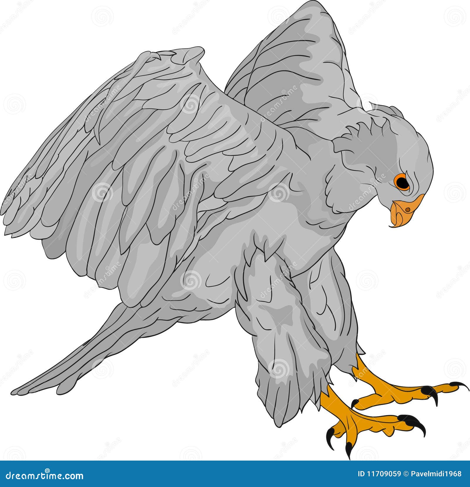 Attacking hawk stock vector. Illustration of flight, beak - 11709059