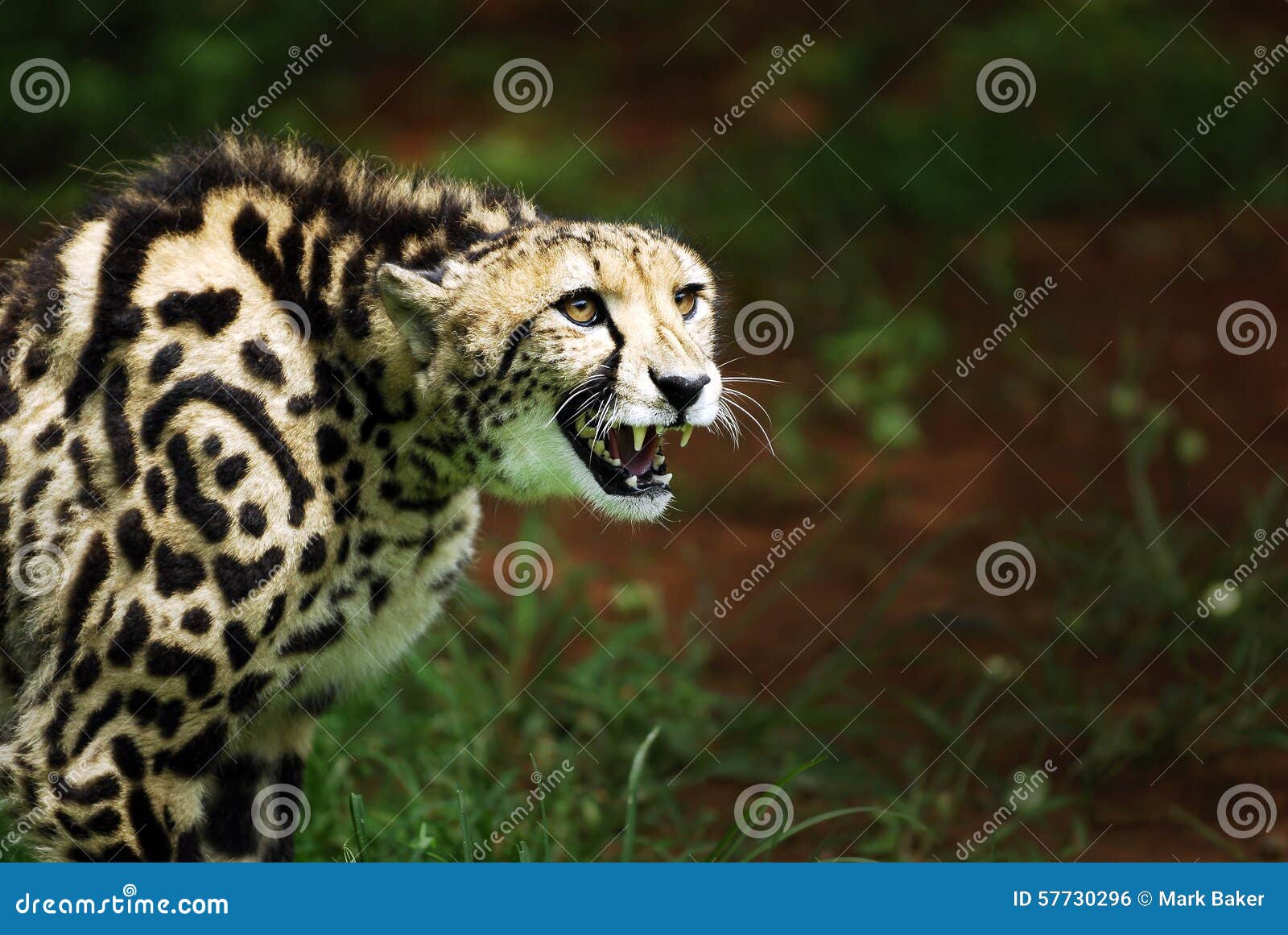 Attacking King Cheetah stock photo. Image of five, angry - 57730296