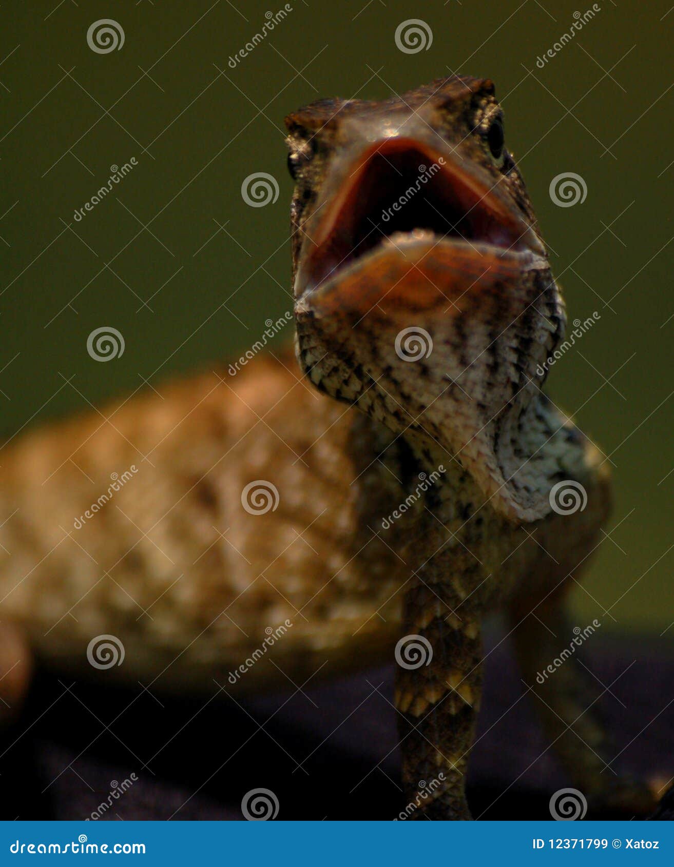 Attacking Lizard stock image. Image of tropical, hostile - 12371799