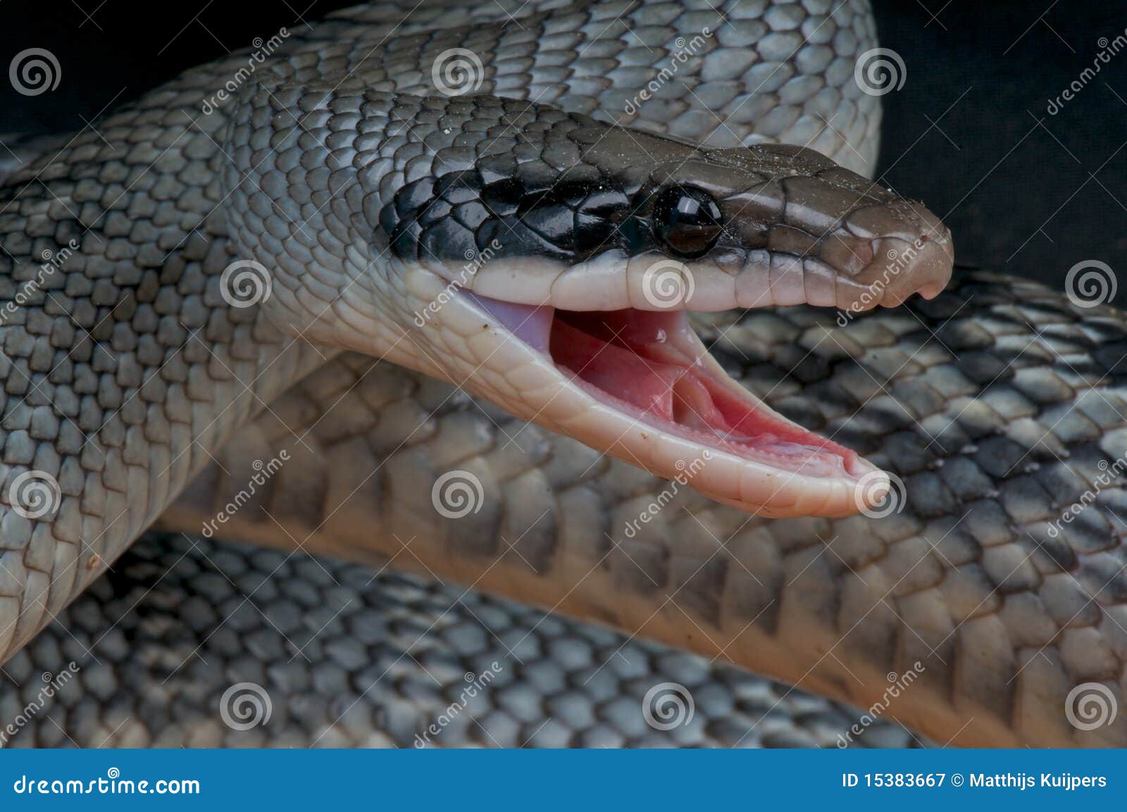 Black Racer Snake Teeth