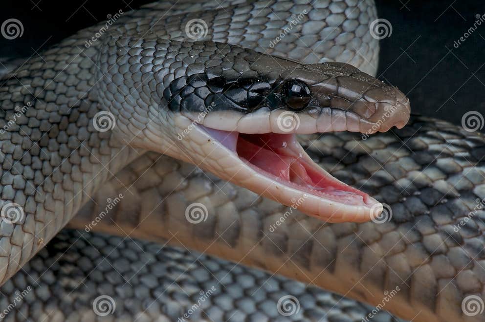Attacking rat snake stock image. Image of rodents, bats - 15383667