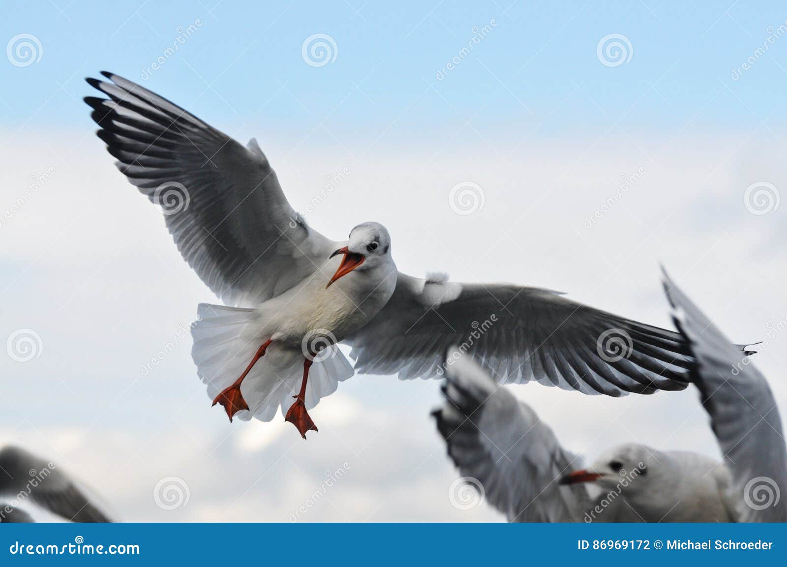 Attacking seagull stock photo. Image of challenge, chroicocephalus ...