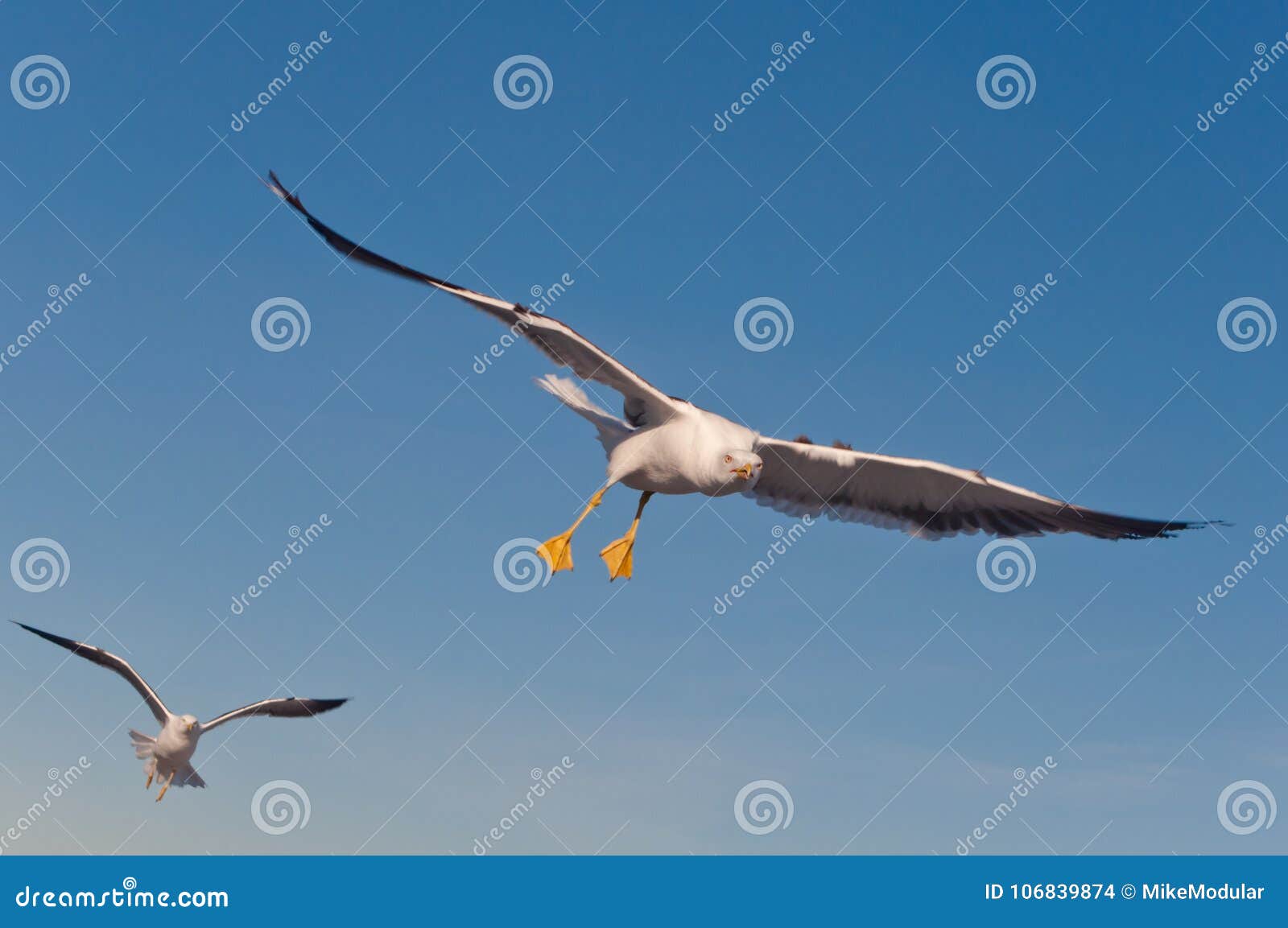 Attacking Seagulls in the Sky Stock Photo - Image of avian, mottled ...