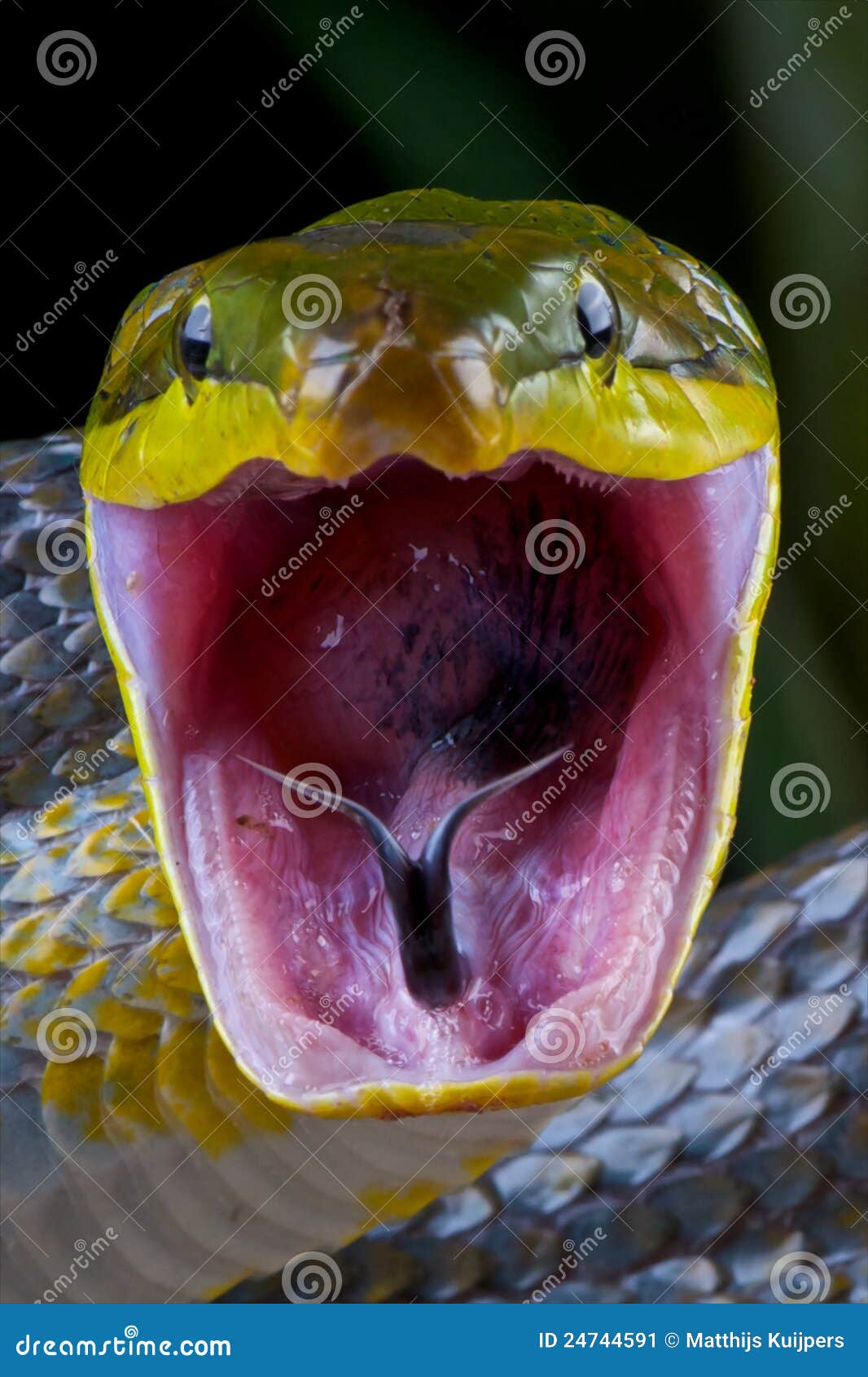 Attacking snake ! stock image. Image of prey, tropical - 24744591