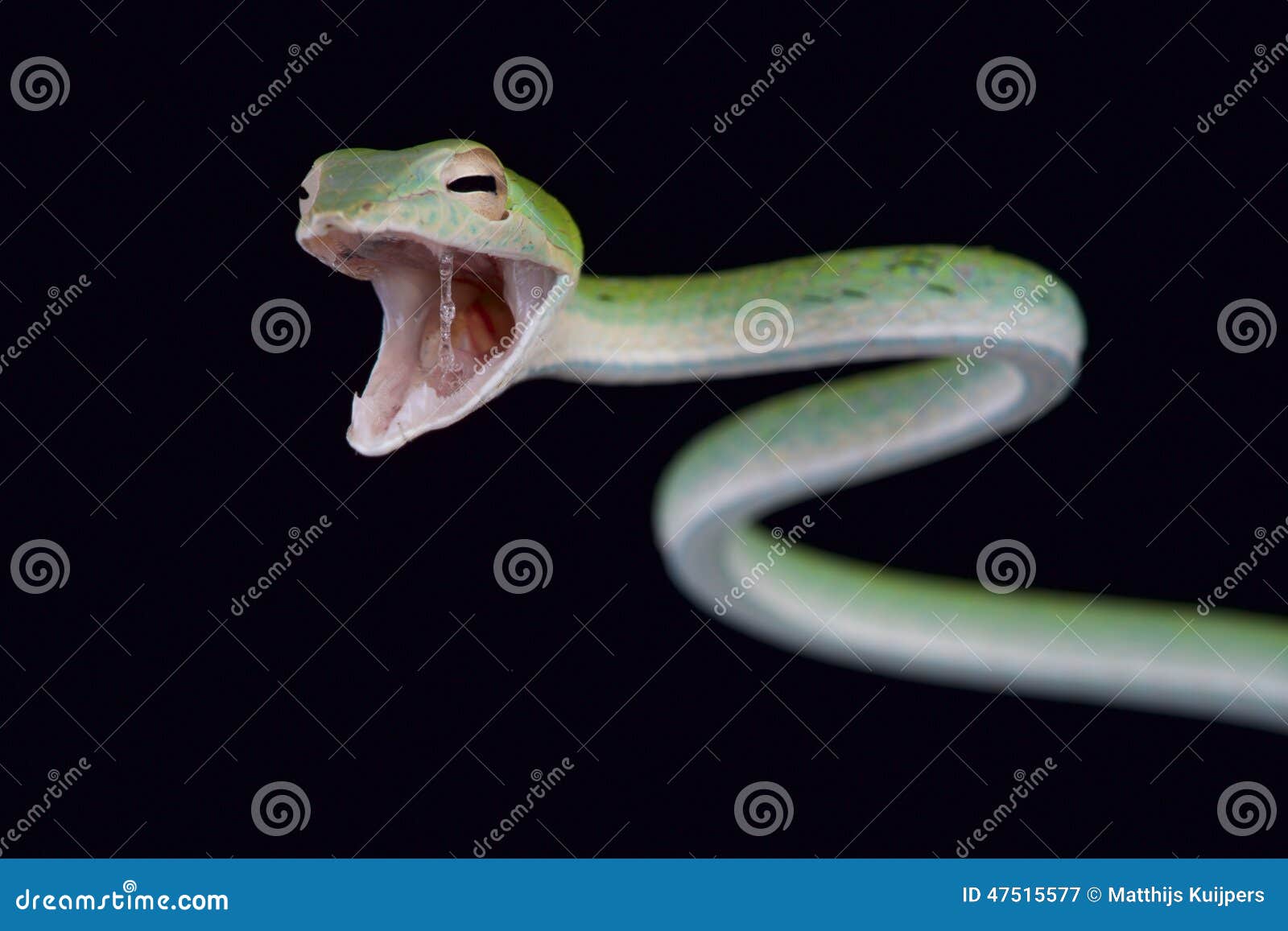Attacking Snake / Ahaetulla Nasuta Stock Image - Image of black ...