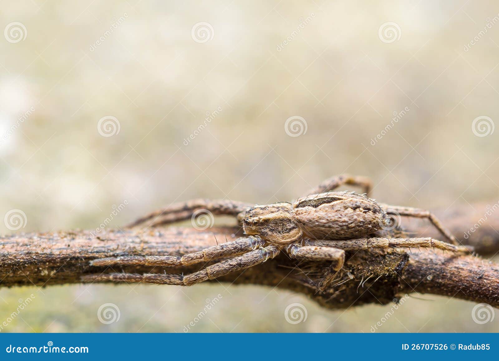 Attacking Spider stock photo. Image of fauna, creature - 26707526