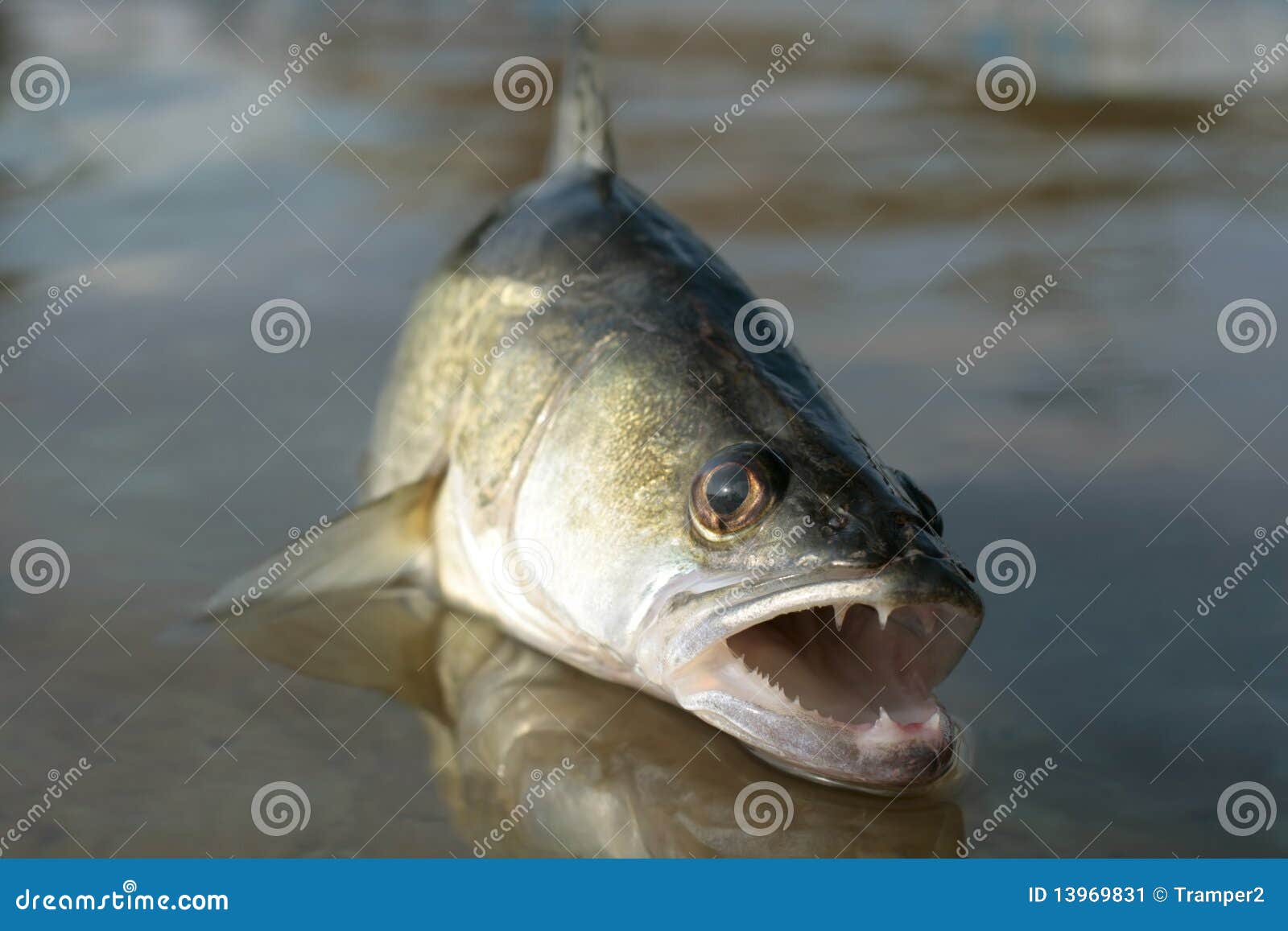 Attacking zander stock image. Image of open, fish, nature - 13969831
