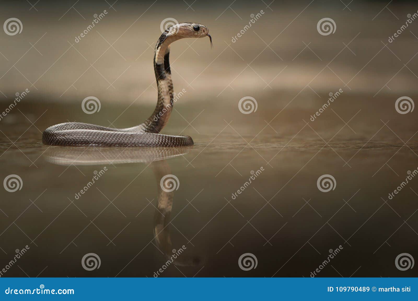 Attacks snake stock image. Image of attacks, insert - 109790489