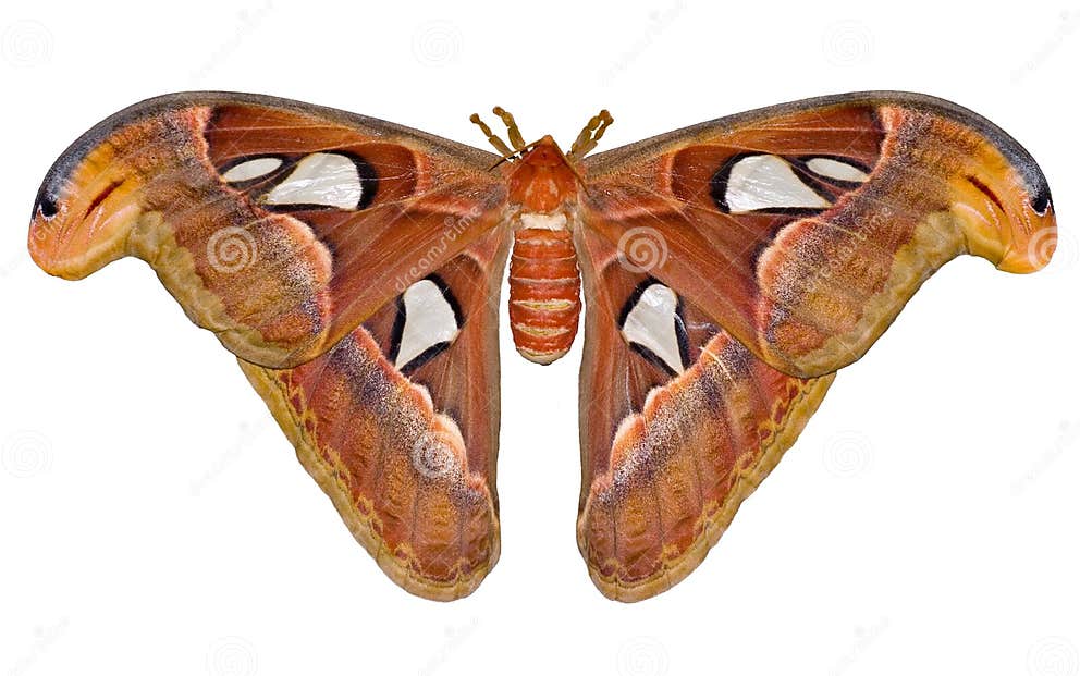 Attacus stock image. Image of colourful, agriculture, fauna - 1343593