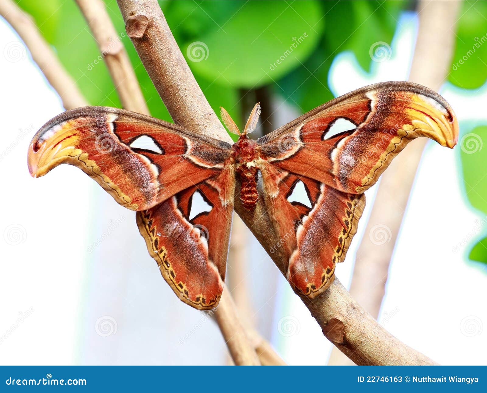 Attacus atlas stock image. Image of natural, rest, strange - 22746163