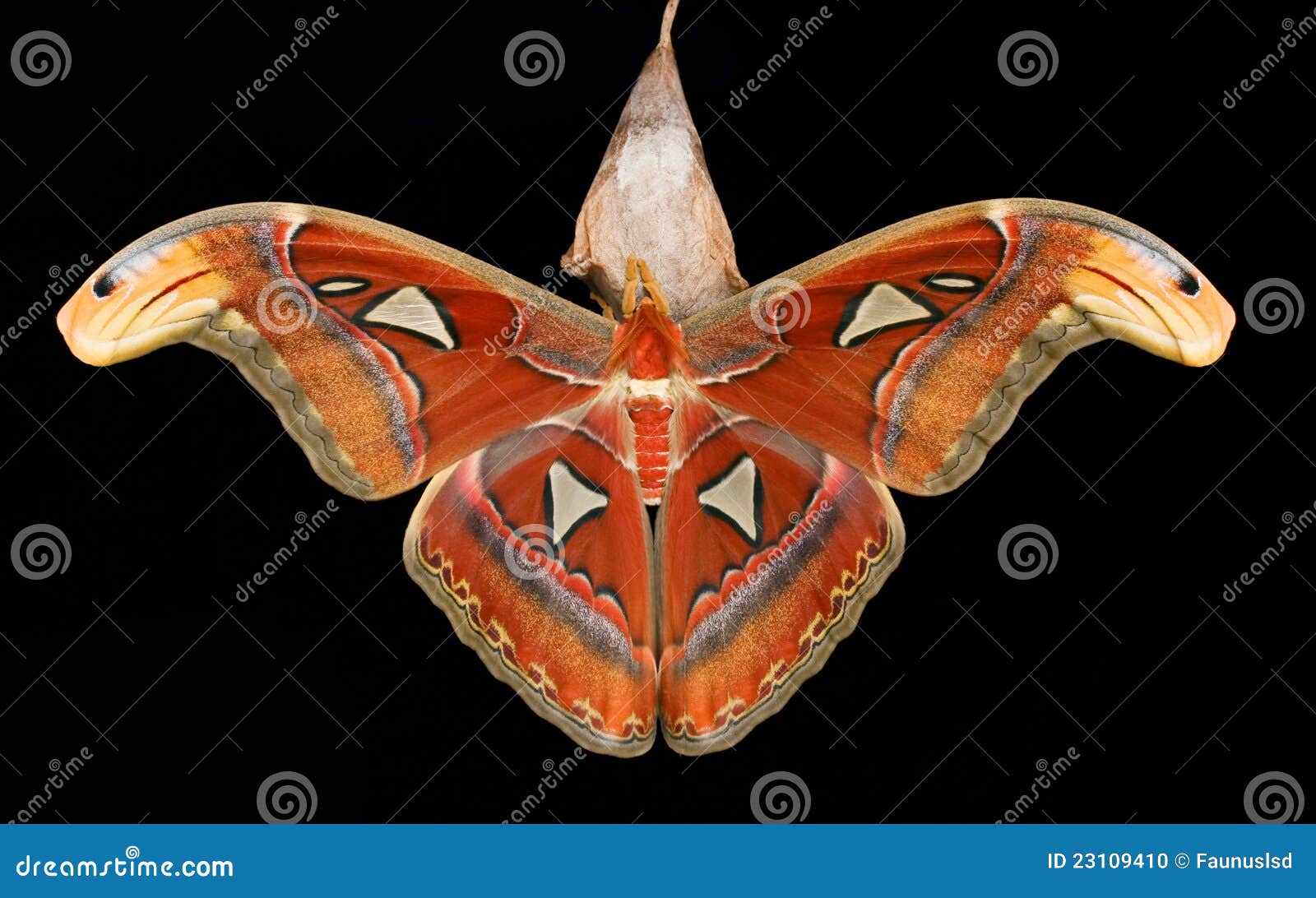 Attacus Atlas stockfoto. Bild von motte, basisrecheneinheit - 23109410
