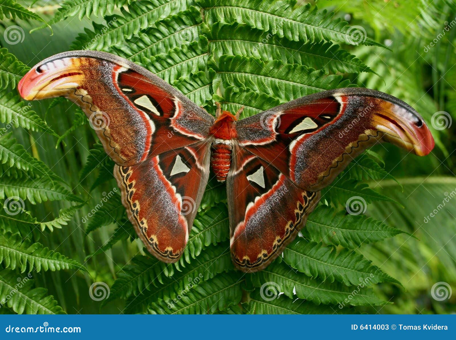 Attacus atlas stock image. Image of animal, extra, green - 6414003