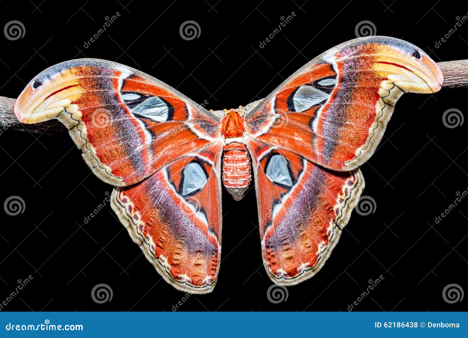 Attacus atlas stock photo. Image of wildlife, garden - 62186438