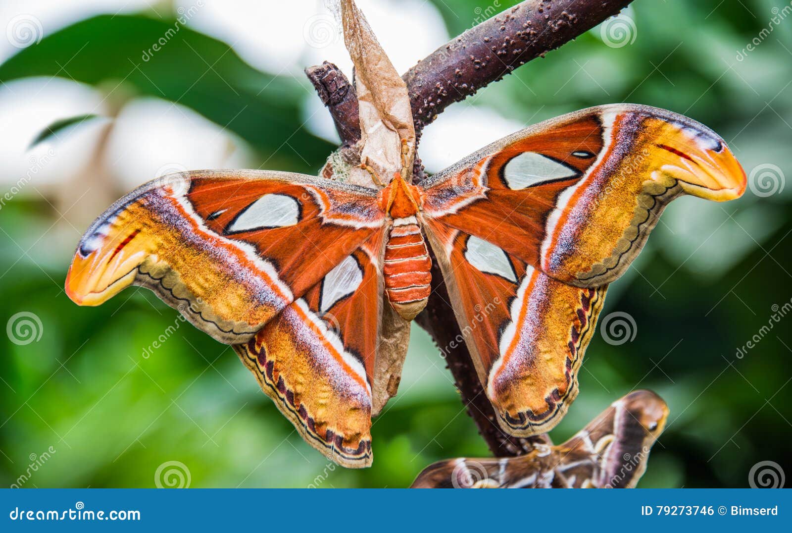 Attacus Atlas Moth Royalty-Free Stock Photography | CartoonDealer.com ...