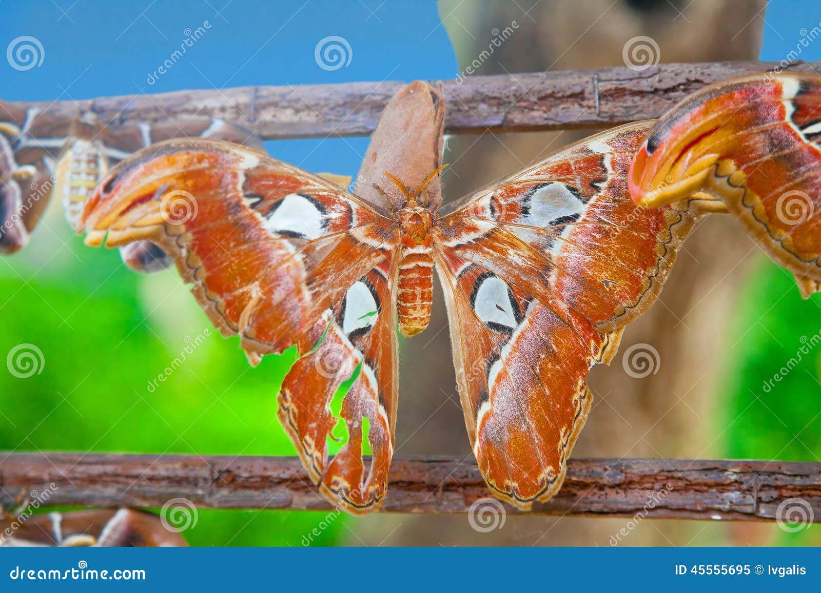 Attacus Atlas Butterfly on Its Kell Stock Image - Image of farm, botany ...