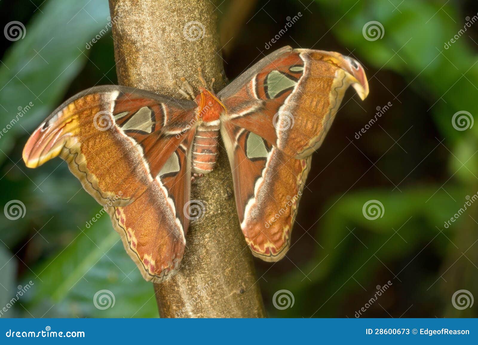Attacus Atlas Moth Butterfly Stock Image - Image of anthropod ...