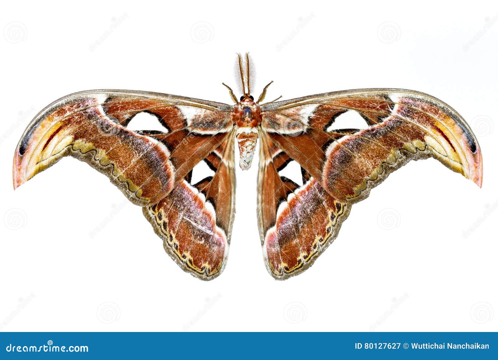 Attacus Atlas Moth stock image. Image of butterfly, farming - 80127627