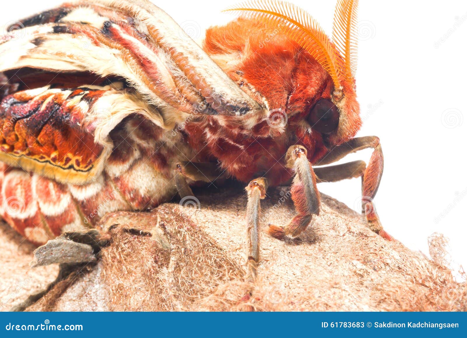 Attacus atlas moth stock image. Image of silk, larvae - 61783683