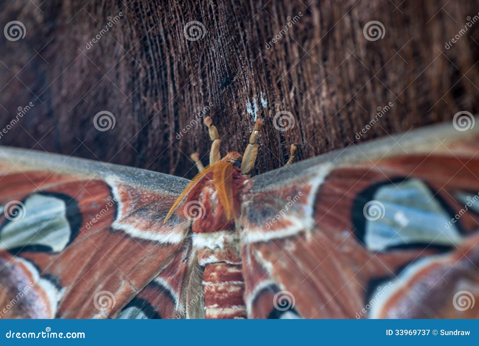 Attacus Atlas Night Batterfly Stock Image - Image of macro, colored ...