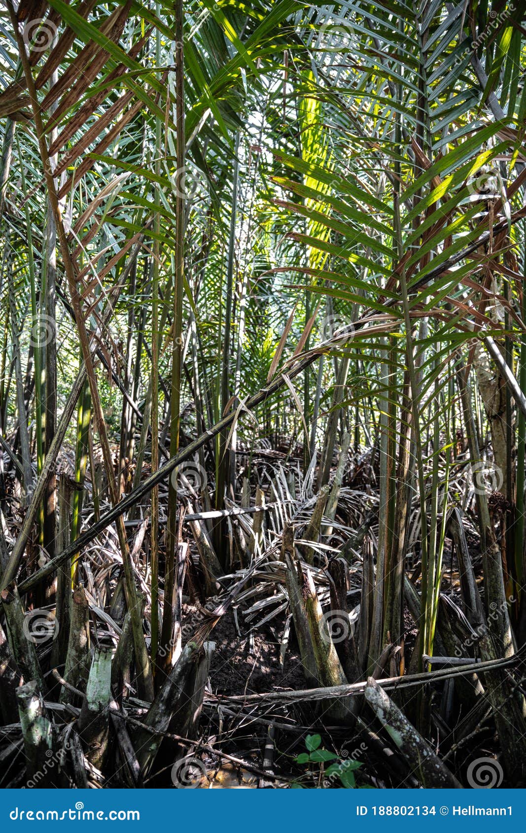 Nipah Palm stock photo. Image of changi, arecaceae, root - 188802134