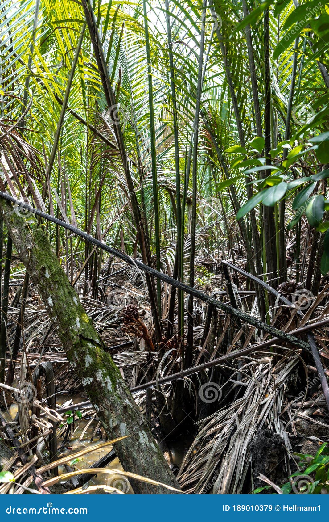 Attap Palm stock image. Image of asia, arecaceae, natural - 189010379