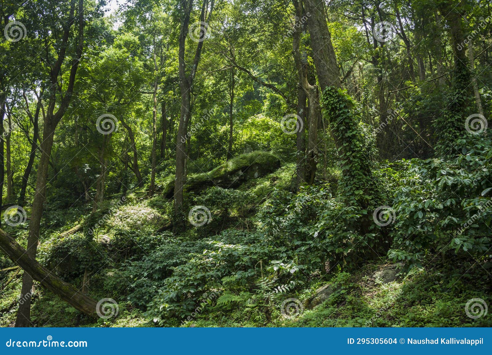 Attappadi stock photo. Image of landscape, nature, view - 295305604