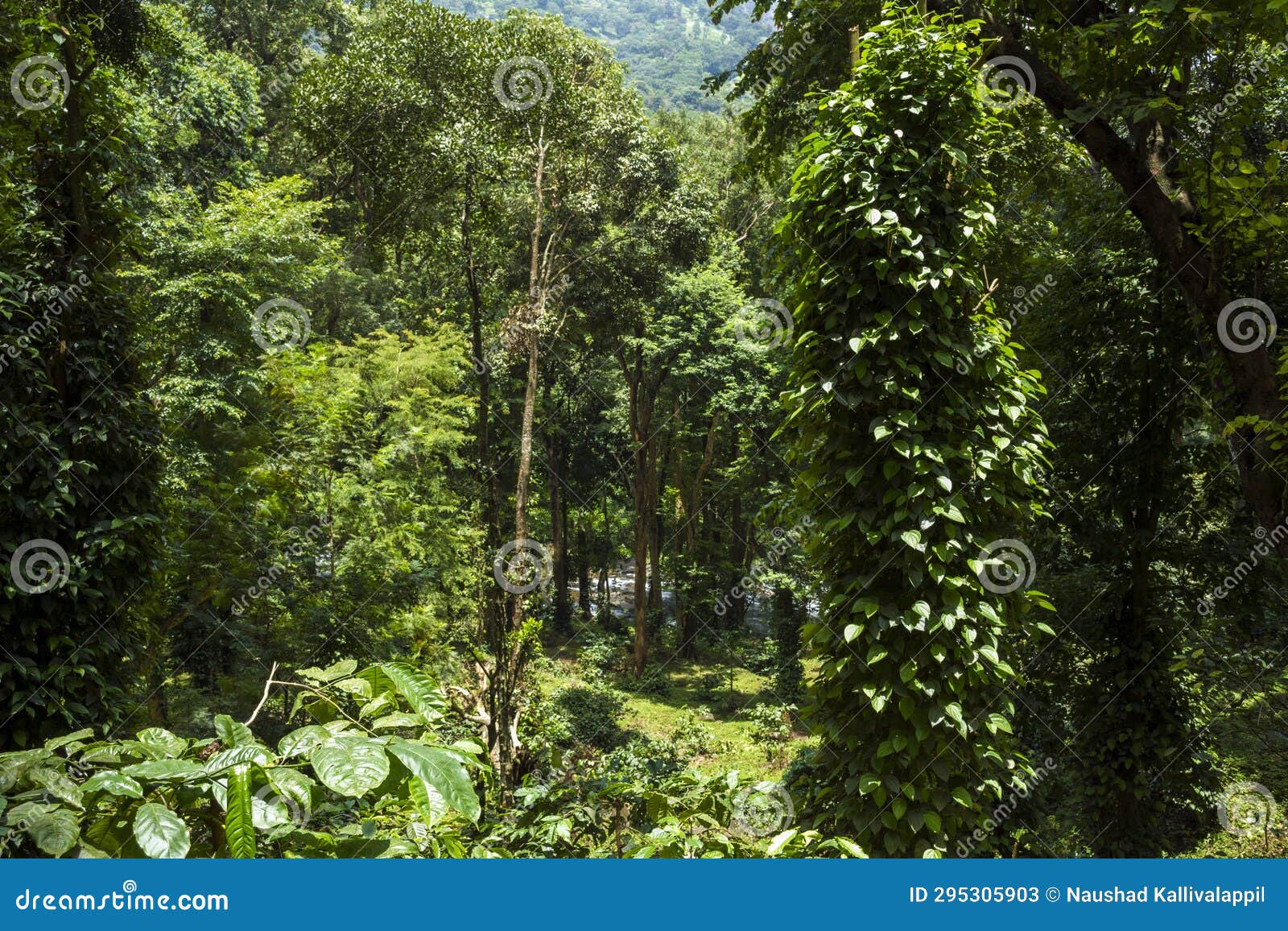 Attappadi stock image. Image of scenery, leaf, outdoor - 295305903