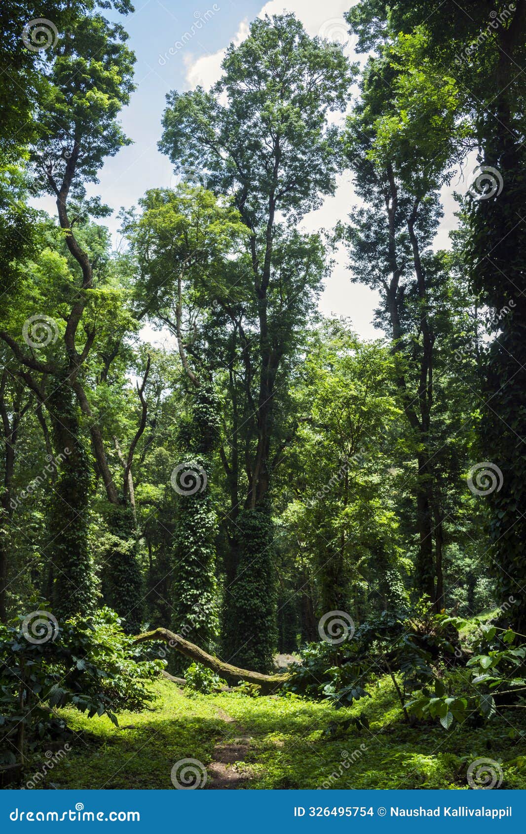 Attappadi stock photo. Image of beautiful, natural, morning - 326495754