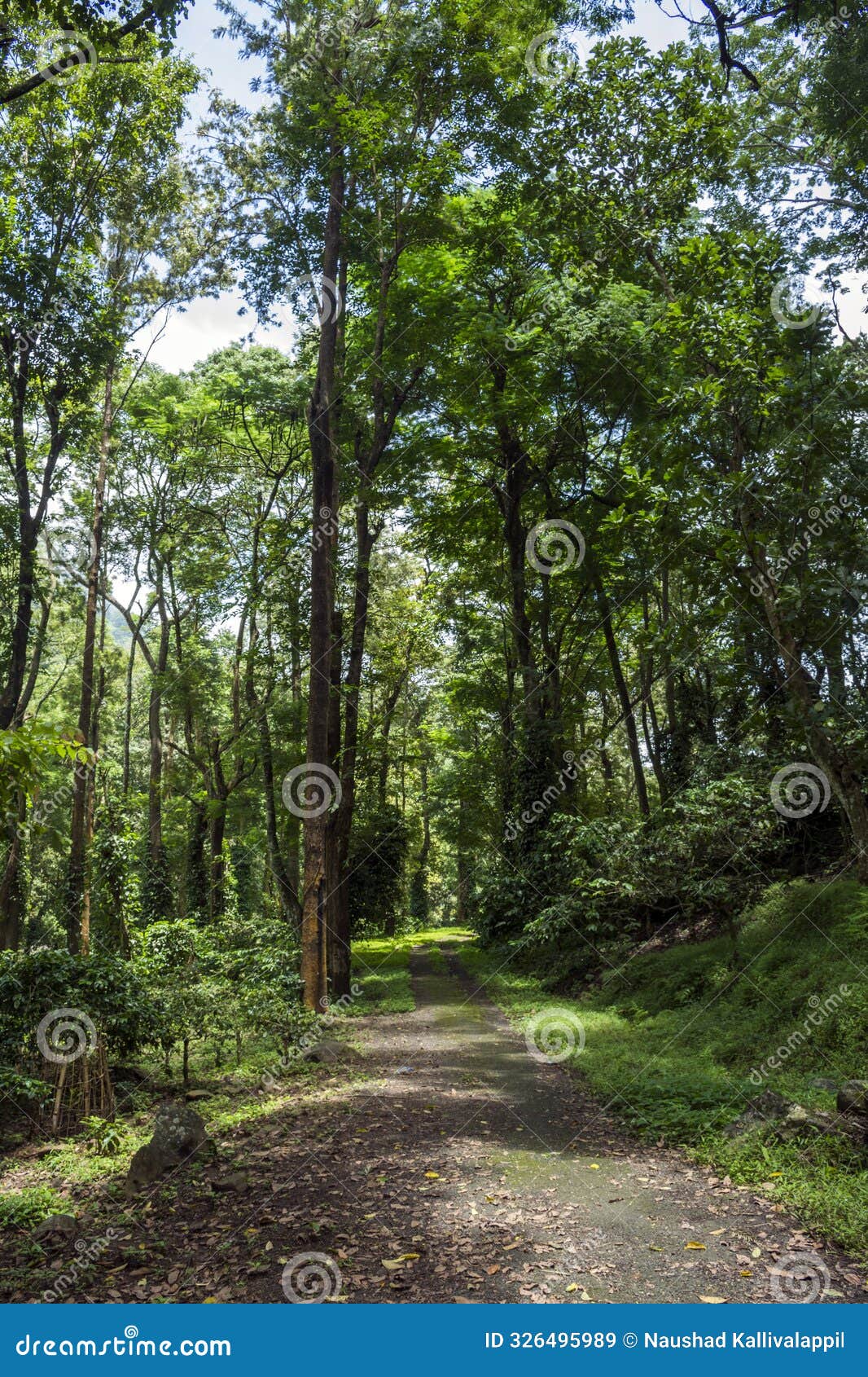 Attappadi stock image. Image of landscape, travel, plant - 326495989