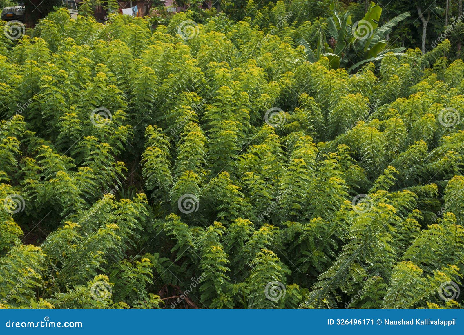 Attappadi stock image. Image of nature, travel, environment - 326496171