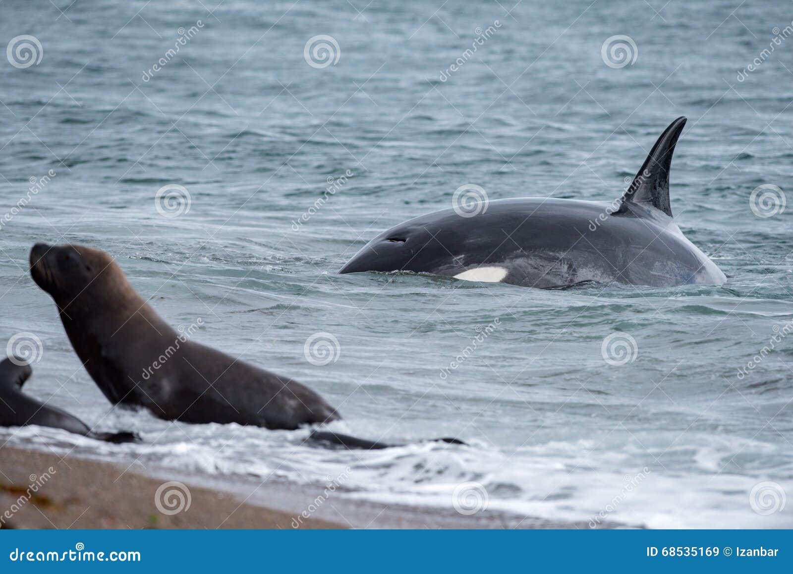 Attaque D'orque Un Joint Sur La Plage Image stock - Image du population ...
