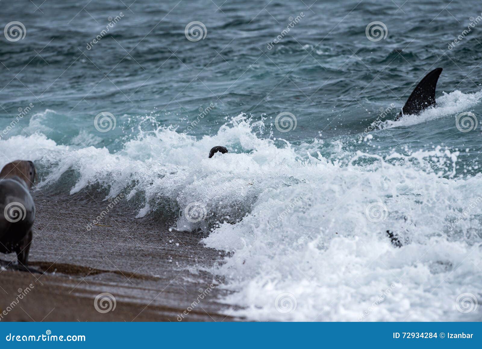 Attaque D'orque Un Joint Sur La Plage Photo stock - Image du horizontal ...