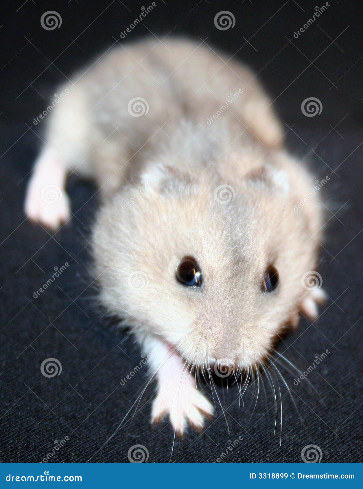 Attaque de hamster image stock. Image du cuddly, uncertain - 3318899