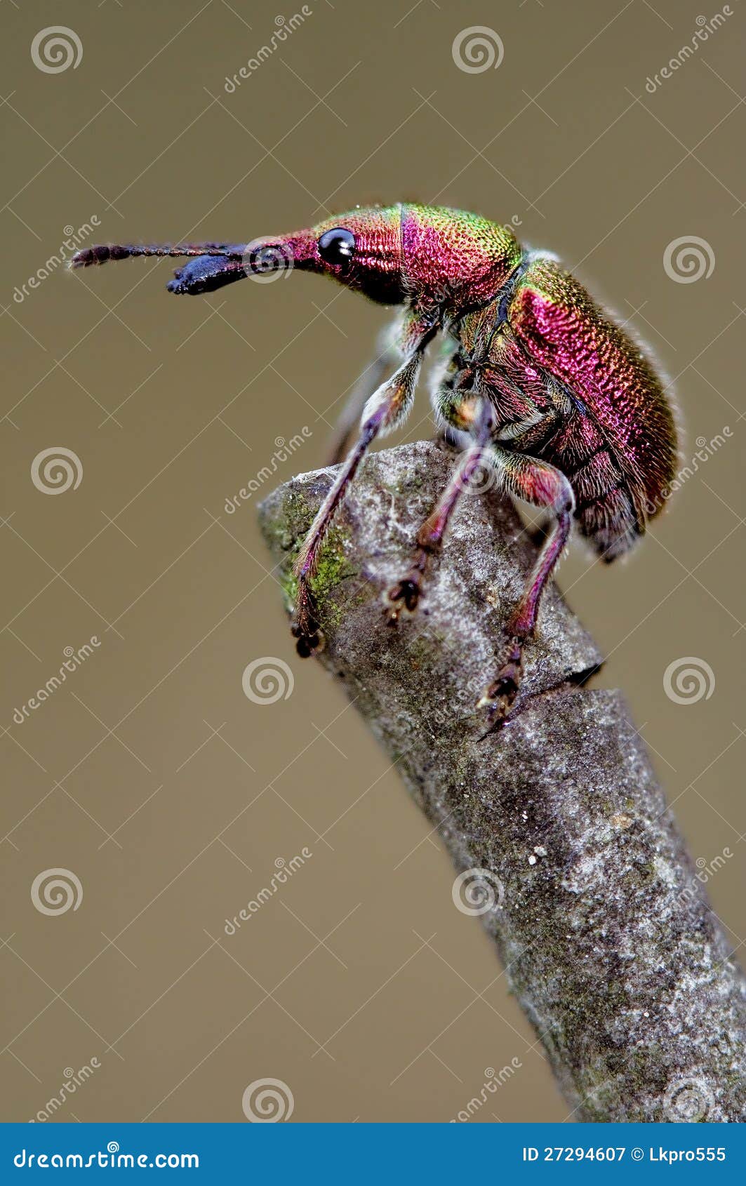 Attelabidae Rhynchites stock image. Image of sprig, black - 27294607