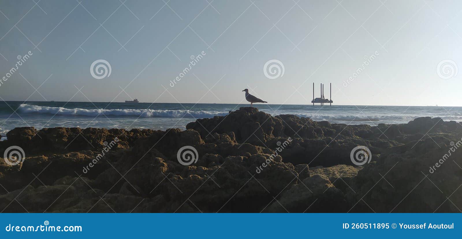 Attention of Bird and Freedoom Stock Image - Image of like, freedoom ...