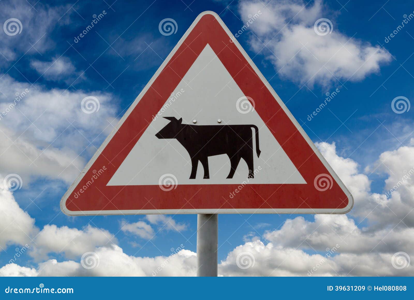 Attention Cow Crossing Road Sign, Traffic Sign in Rural Part of Germany ...
