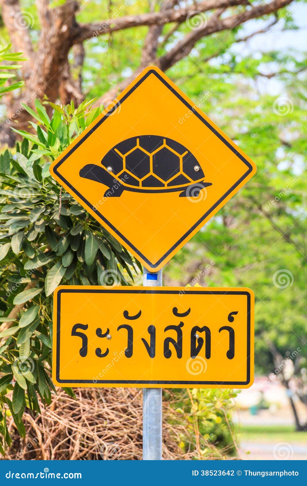 Attention Tortoise Crossing Road Sign Stock Photo - Image of signage ...
