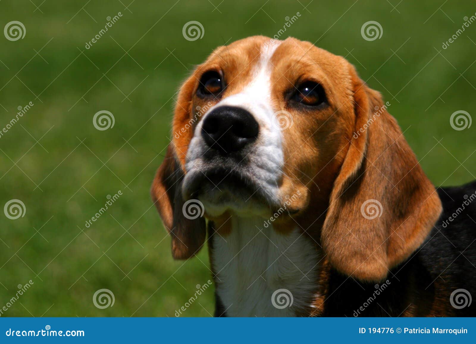 Attentive Beagle stock photo. Image of command, pooch, trained - 194776