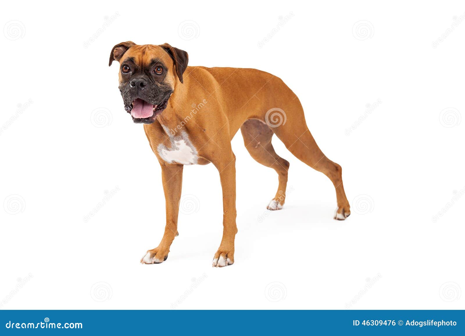 An Attentive Boxer Dog Standing Stock Photo - Image of cutout, pedigree ...