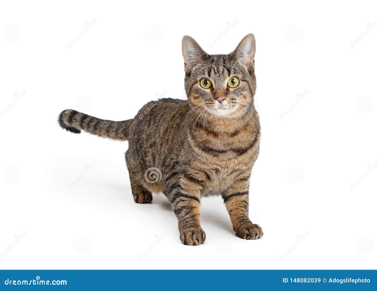 Attentive Brown and Black Tabby Cat Over White Stock Image - Image of ...