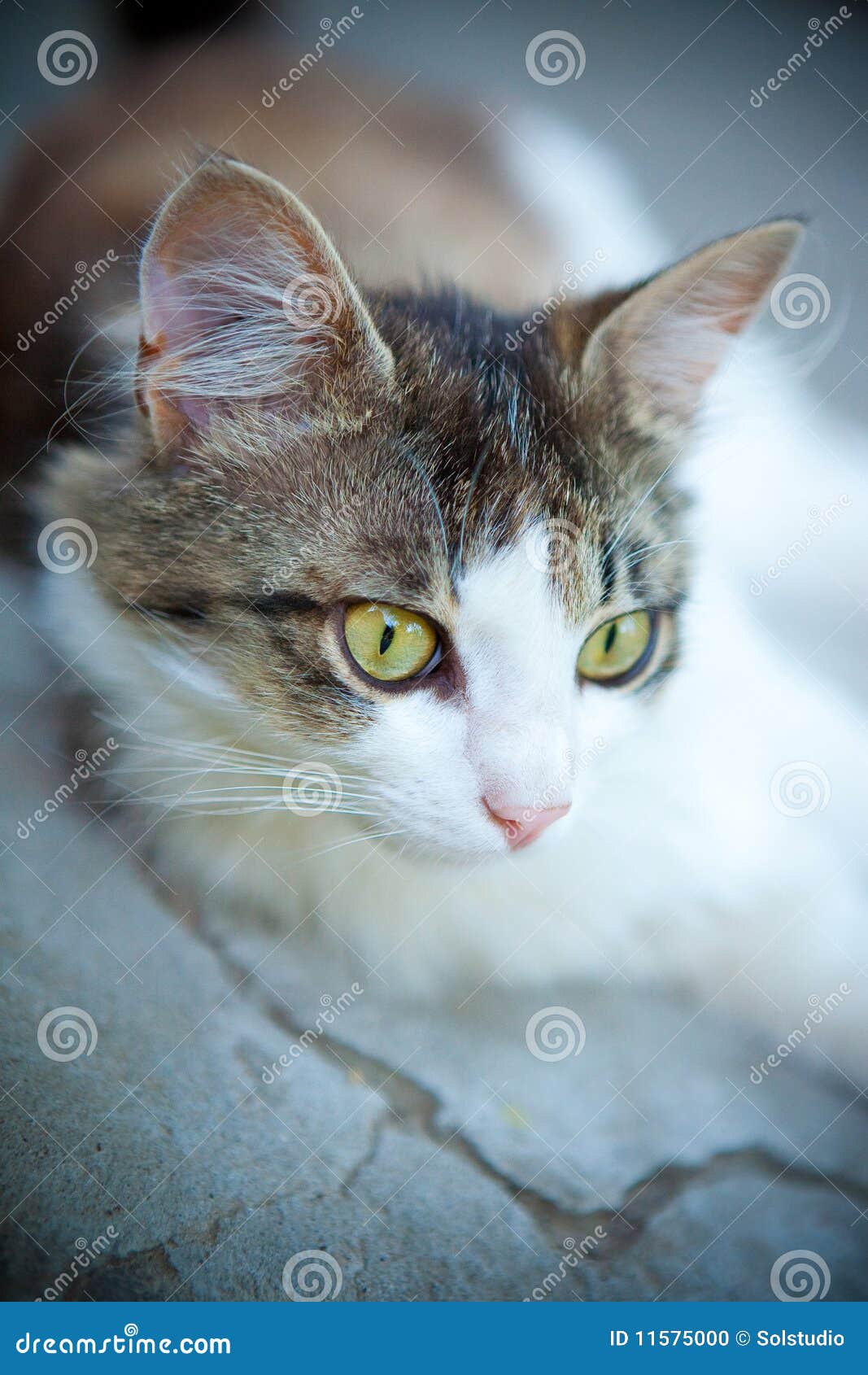 Attentive cat stock photo. Image of kitten, innocence - 11575000